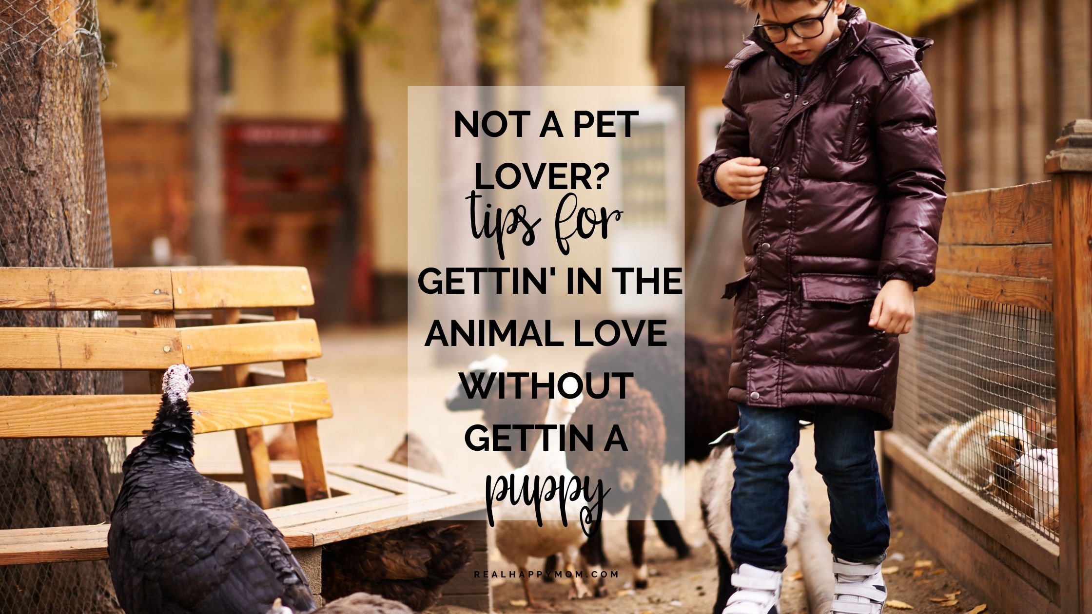 Not a Pet Lover? Tips for Gettin’ in the Animal Love WITHOUT Gettin a ...